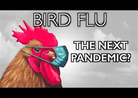 Will A Weaponized Bird Flu Become The Next Pandemic