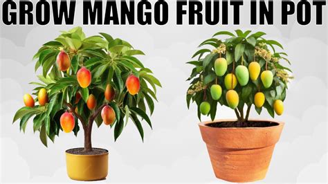 How To Grow A Mango Tree In Pot With Full Updates Youtube