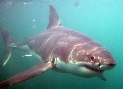 South Africa Marine Megafauna Marine And Coastal Ecology Research