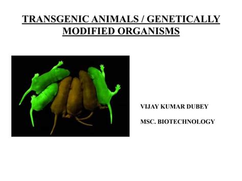 Transgenic Animalsgenetically Modified Organisms Pptx