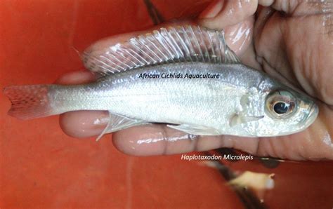 Haplotaxodon Microlepis Bluechip Aquatics