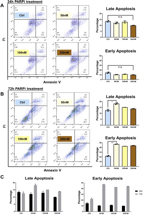 Parpi Decreased Primary Ovarian Cancer Organoid Growth Through Early