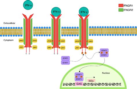 Figure 1 From Deregulation Of Interferon Gamma Receptor 1 Expression And Its Implications For