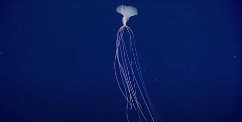 The Colossal Squid Has Been Filmed For The First Time Ever Heres What