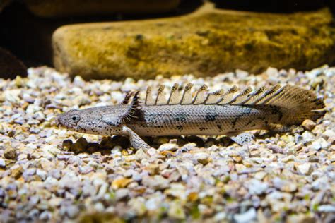 Bichir Care Everything You Should Know Build Your Aquarium