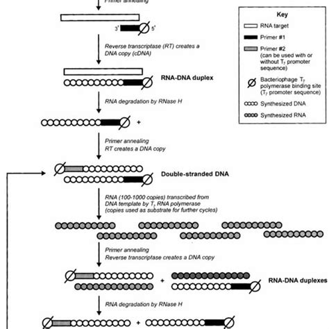 transcription based amplification systems [nucleic acid sequence based