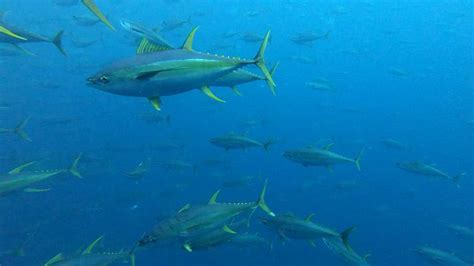 Azti On Linkedin Potential Tuna Species Productivity And Size Will