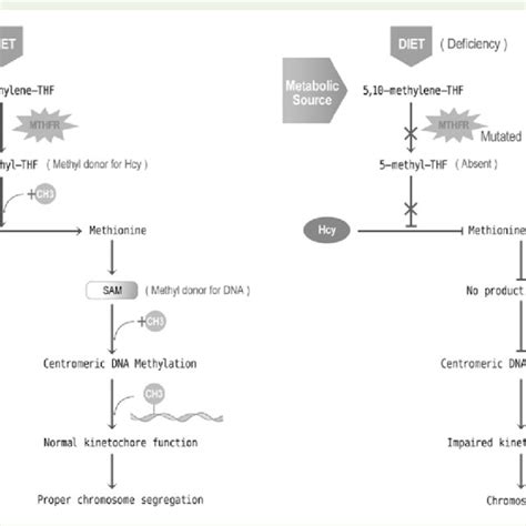 Pathway For Folic Acid Metabolism And Mutation In Mthfr Gene That