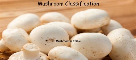 Github Prathi1729 Mushroom Classification This Project Aims To Determine If A Certain