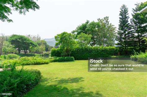 신선한 녹색 버뮤다 잔디 부시의 곡선 형태와 카펫으로 부드러운 잔디 배경에 나무 흐린 하늘과 아침 햇빛 아래 정원에서 좋은 유지 보수 풍경 뒤뜰에 대한 스톡 사진 및 기타