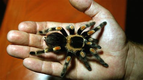 Mass Tarantula Migration Expected To Crawl Through Colorado Starting This Month Cbs 17