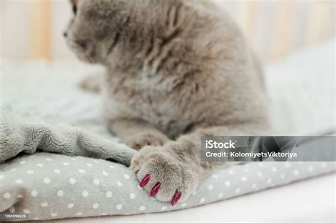 귀여운 회색 스코틀랜드 접이식 고양이와 분홍색 실리콘 캡을 고양이의 발톱에 손상되지 않도록 가정에서 가구를 보호합니다 갈고리 발톱에 대한 스톡 사진 및 기타 이미지 Istock