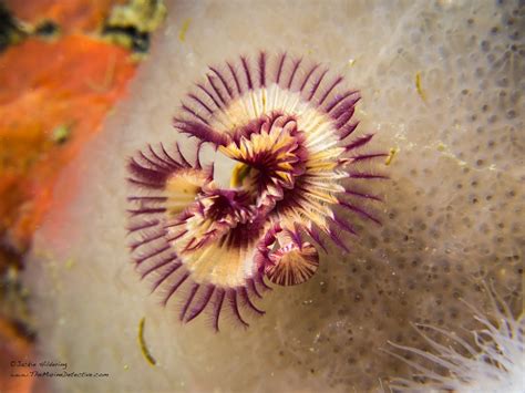 Operculum The Marine Detective