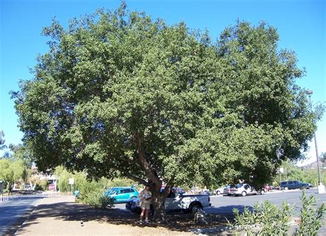 The 2 Minute Gardener Photo Coast Live Oak Quercus Agrifolia