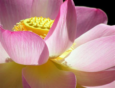 무료 사진 물의 자연 아름 다운 꽃 꽃잎 연꽃 백합 패드 꽃 정원