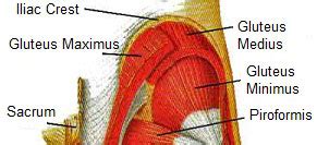 Gluteal Muscles Psoas And Piriformis