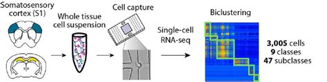 5 Example Of Scrna Seq Pipline Image Taken From Reference [50] Download Scientific Diagram