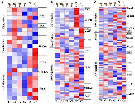 外源6 Ba在缓解多花黄精种子出苗过程中的代谢及转录组学变化 知乎