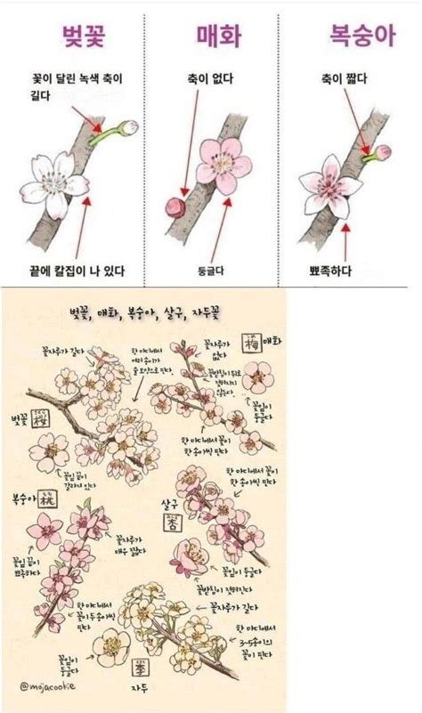 의외로 잘 모르는 벚꽃 매화 복숭아꽃 구별법 복숭아 꽃 벚꽃 예술 꽃 그리기 튜토리얼