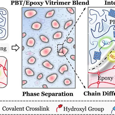 Strategy For Blending Pbt With Transesterification Type Epoxy Vitrimer Download Scientific