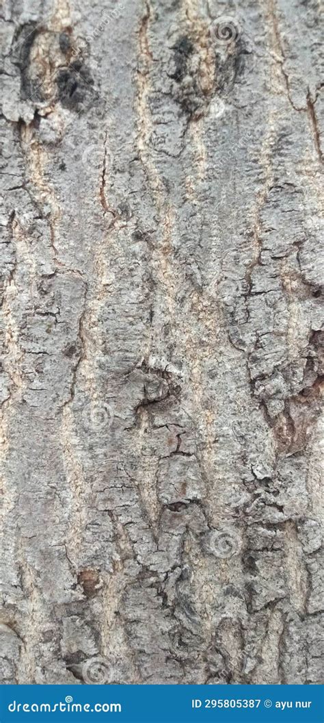 Outer Bark Of The Tree Stock Image Image Of Outer Outermost 295805387