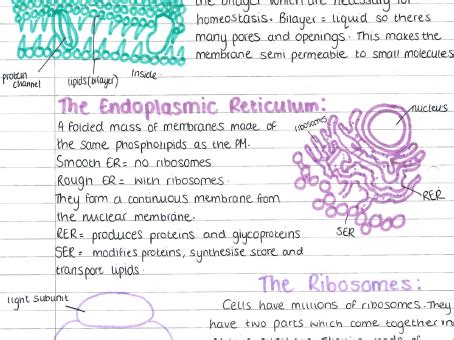 AQA AS Biology Detailed Notes Teaching Resources