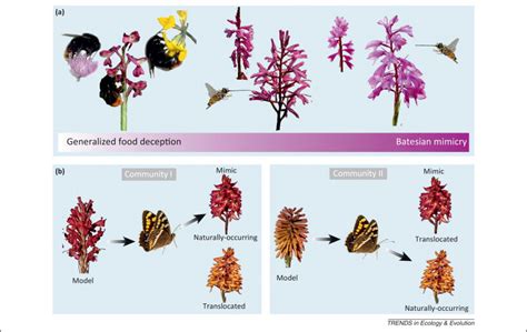 Pollinator Mediated Evolution Of Floral Signals Trends In Ecology