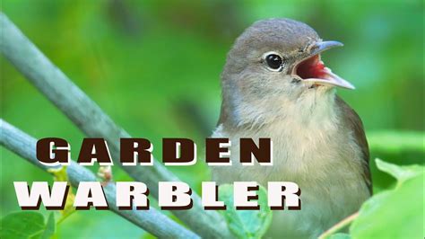 Warbler Bird