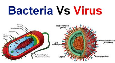 Germ Bacteria Difference Bacteria And Germs Kufi