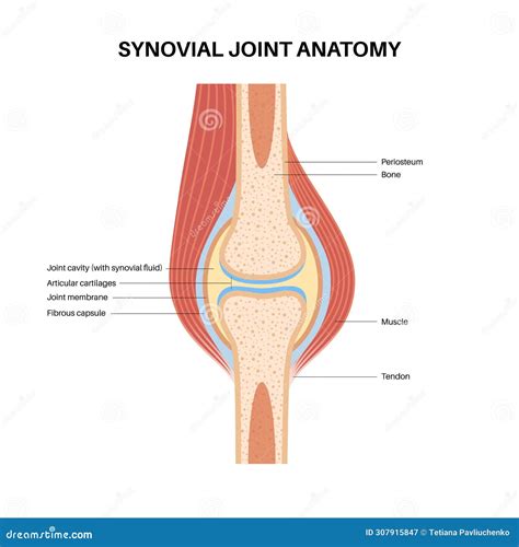 Synovial Joint Poster Stock Vector Illustration Of Cartilage 307915847