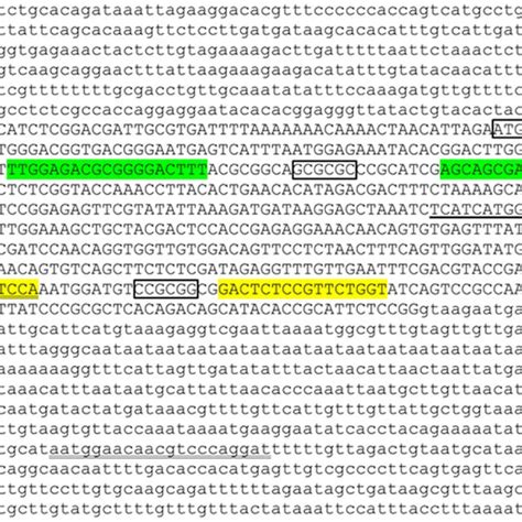 Genomic Dna Sequence Of First Exon In Upper Case And Flanking Intron
