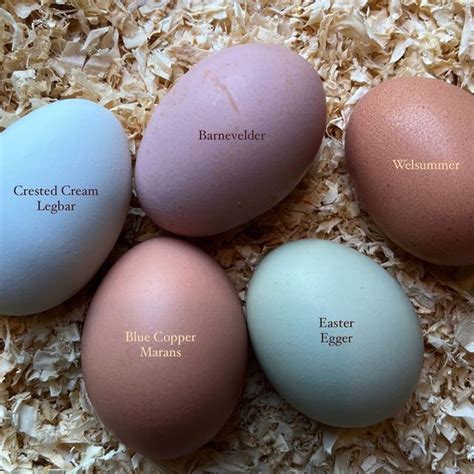 Top 7 Chicken Breeds That Lay Pink Eggs