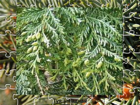 Виды хвойных деревьев Online Presentation