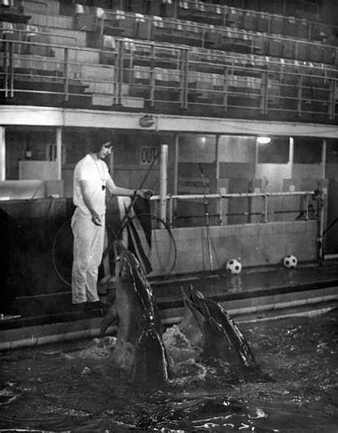 Lost Liverpool Swimming Baths Where You Could See Real Dolphins Liverpool Echo