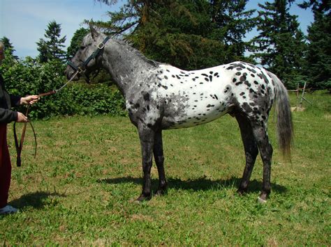 Blue Roan Appaloosa