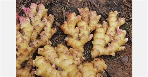 First Air Shipment Of Organic Peruvian Ginger Landed In The U S Yesterday