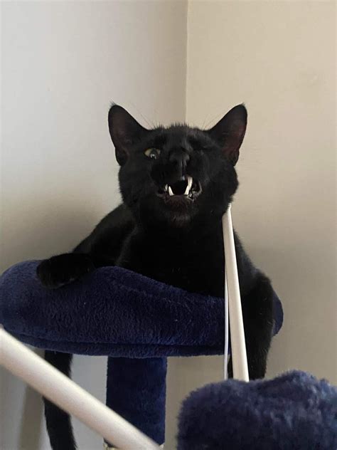 Is This A Cockroach Oregon Rwhatsthisbug