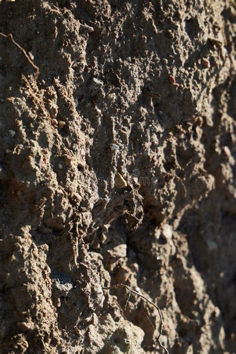 The Textured Tree Bark Showcases Intricate Patterns That Are Stunning And Unique To Nature Stock