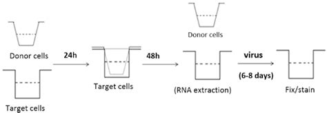 Transwell ® Co Culture Experimental Setup Transwell Membrane Inserts Download Scientific