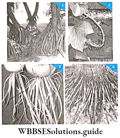 Root System Roots Types Of Roots And Functions Of Roots Notes WBBSE Solutions