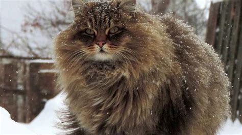Siberian Cats Big Cats Come From Siberian Cat Siberian Forest