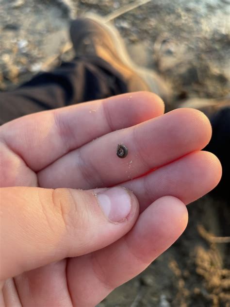 Very Tiny Shell R Shells