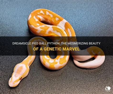 Dreamsicle Pied Ball Python The Mesmerizing Beauty Of A Genetic Marvel