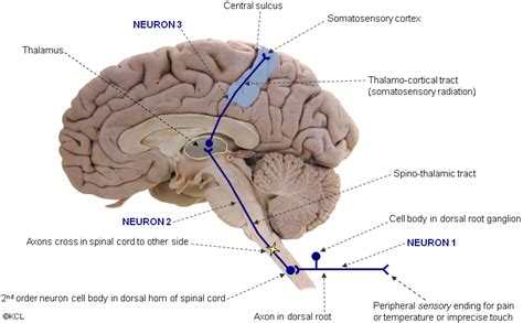 Somatosensory Cortex Location