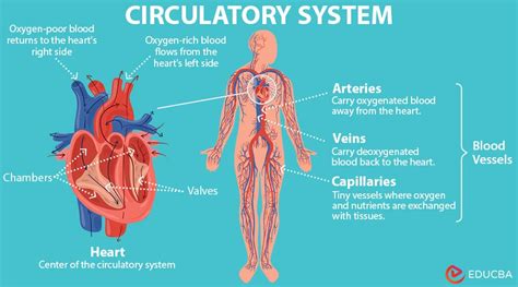 Circulatory System Prioritize Prevention And Longevity Today