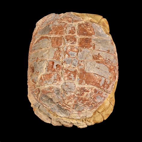 Bonhams Fossil Turtle