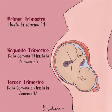 Trimestres Del Embarazo Trimestres Embarazo Obstetricia Y
