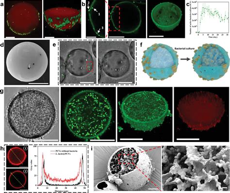 Protocell Flow Reactors For Enzyme And Whole‐cell Mediated Biocatalysis Ma Advanced