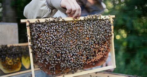 양봉장에서 꿀벌로 가득 찬 벌집 프레임을 들고 일하는 알아볼 수 없는 젊은 양봉가 사진 Unsplash의 꿀벌 이미지