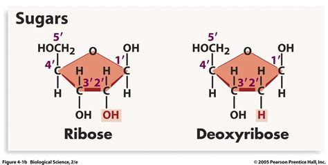 Detail Gambar Struktur Dna Dan Rna Koleksi Nomer 32